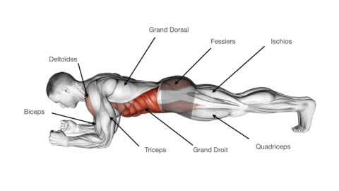 La planche commando - Muscu Street et Crossfit