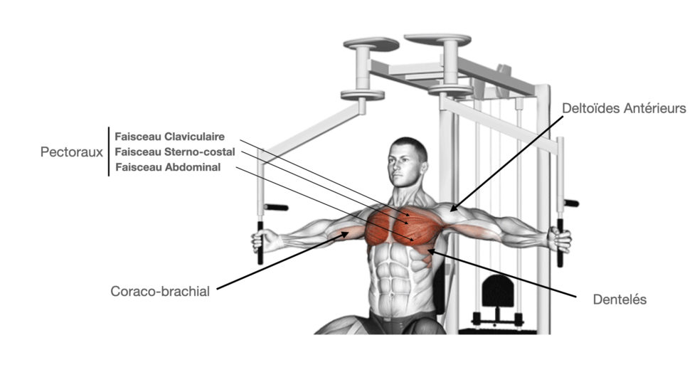 Butterfly - Muscu Street et Crossfit