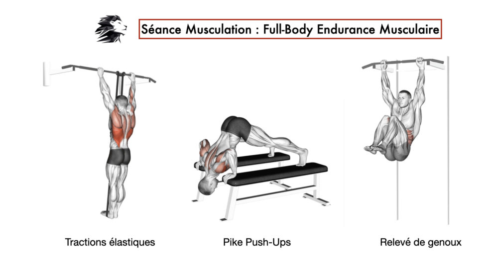 Une Séance Full-Body pour améliorer votre endurance musculaire