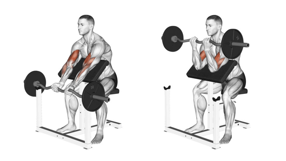 Le Curl Pupitre - Muscu Street et Crossfit