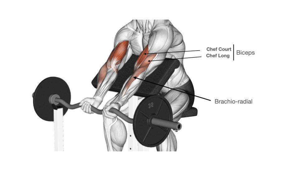 Le Curl Pupitre - Muscu Street et Crossfit