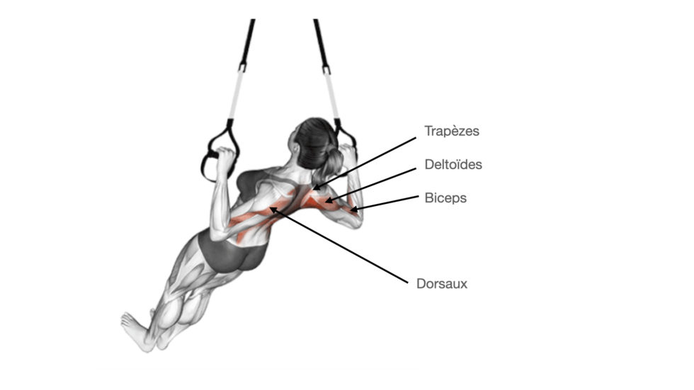 Tirage horizontal TRX - Muscu Street et Crossfit