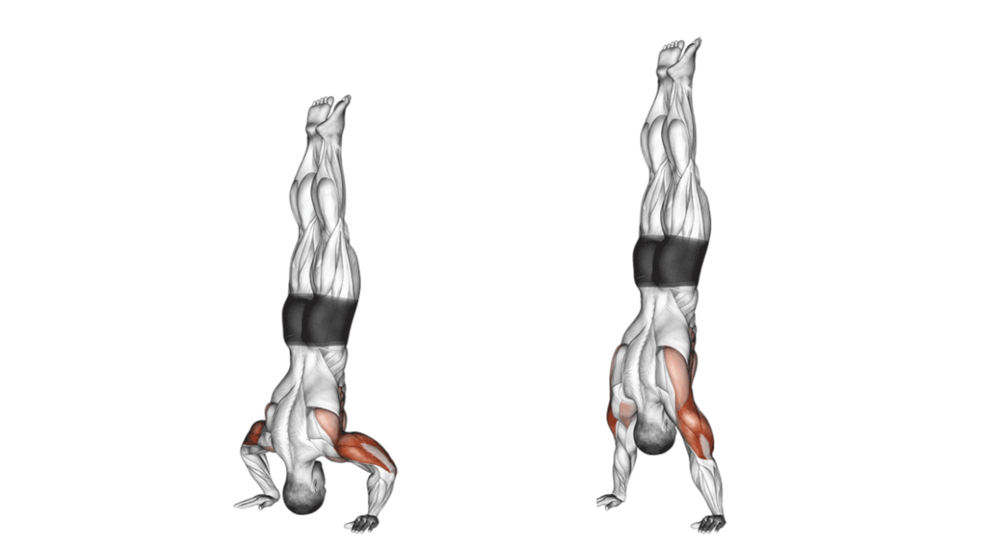 Les Handstand Push up Muscu Street Et Crossfit Les Handstand Push up Muscu Street Et Crossfit