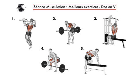 Les meilleurs exercices pour obtenir un dos en V