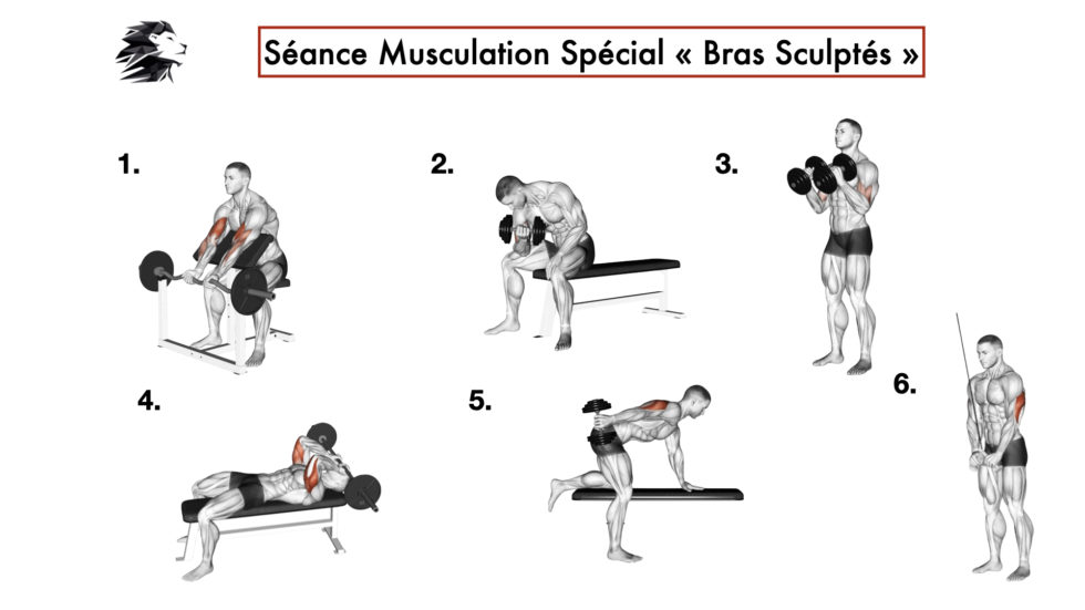 Bras Sculptés : Entraînement pour des Résultats Rapides - Muscu Street ...