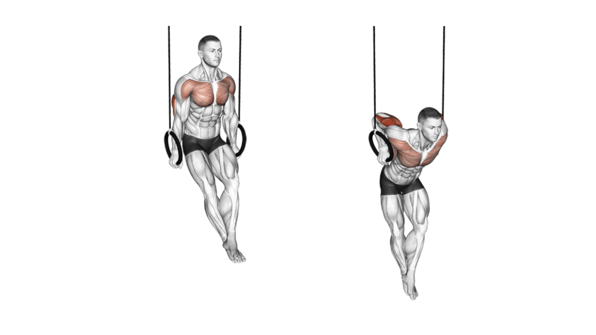 Les ring dips - Muscu Street et Crossfit