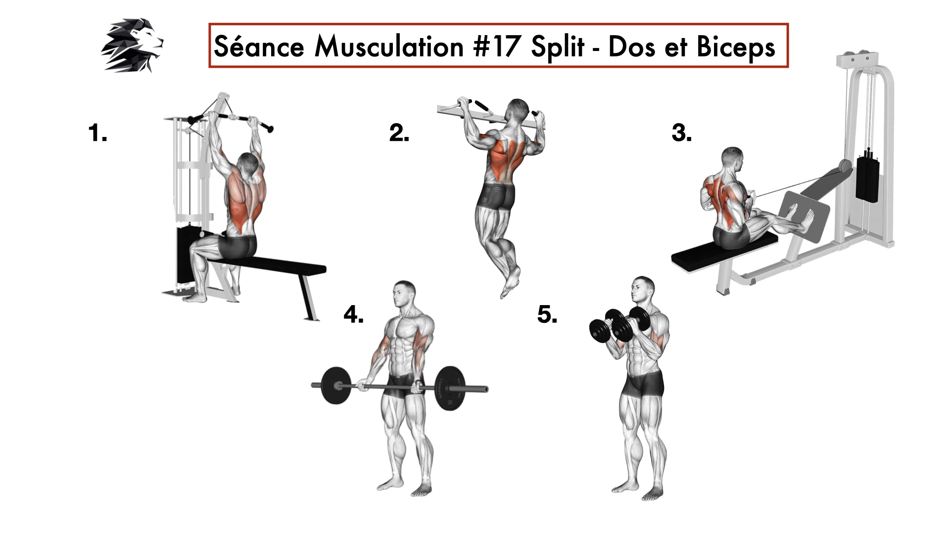Séance Musculation Split Dos et Biceps - Muscu Street et Crossfit