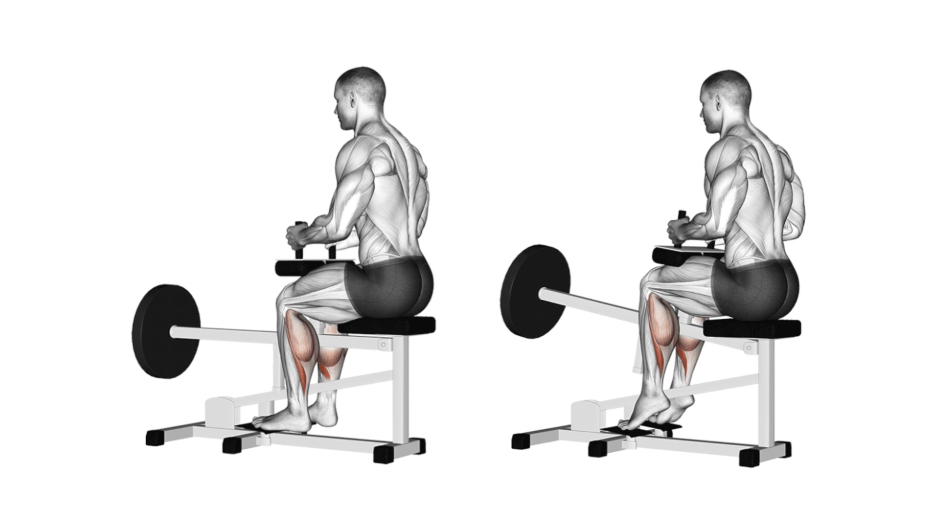 L'Extension de mollets assis - Muscu Street et Crossfit