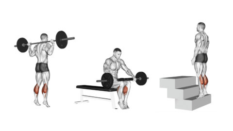 L'Extension de mollets assis - Muscu Street et Crossfit